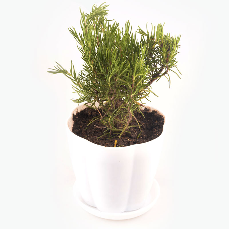 Potted Rosemary Plant x1